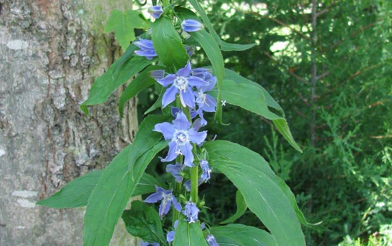 Photo of the bloom of Tall American Bellflower (Campanulastrum ...