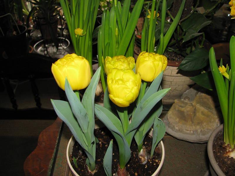 Double Early Tulip (Tulipa 'Yellow Baby') in the Tulips Database ...