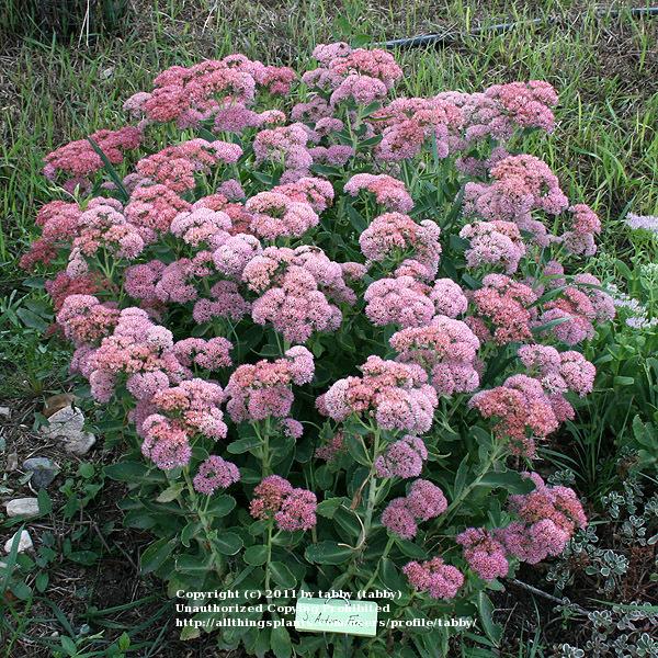 Photo of the entire plant of Stonecrop (Hylotelephium spectabile ...