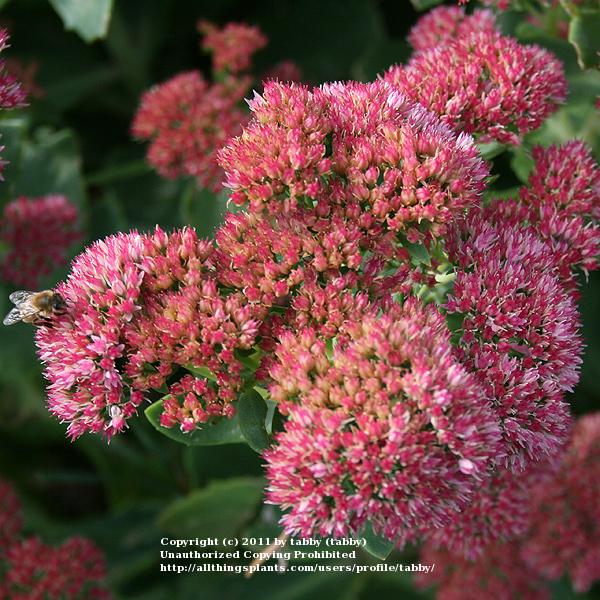 Photo of the bloom of Stonecrop (Hylotelephium spectabile 'Autumn Fire ...