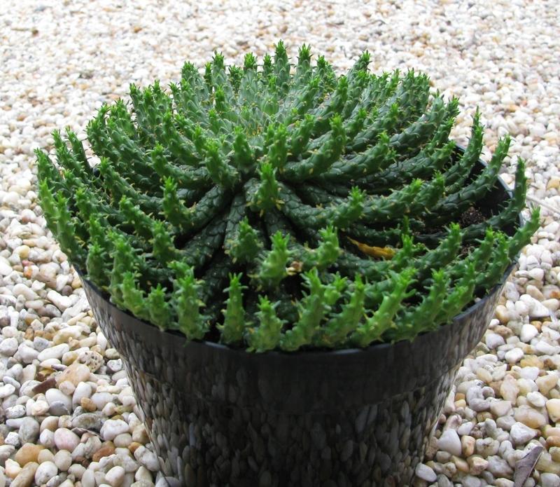 Photo of the entire plant of Medusa's Head (Euphorbia flanaganii ...