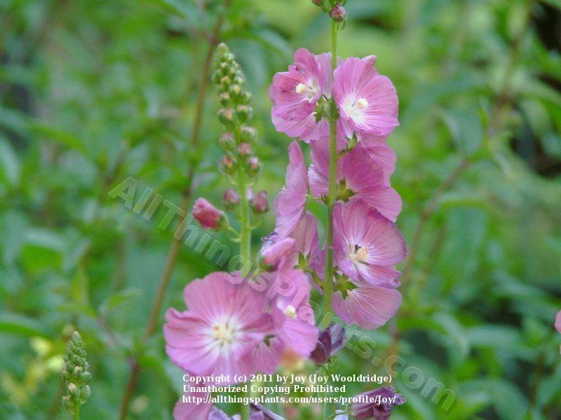 Photo of the bloom of Checker Mallow (Sidalcea 'Party Girl') posted by ...