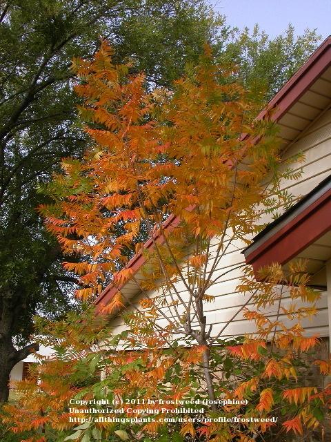 Photo of the entire plant of Flame-Leaf Sumac (Rhus lanceolata) posted ...