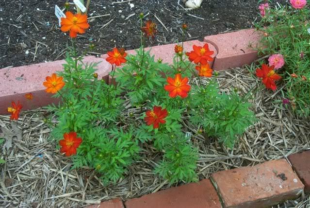 Common Cosmos (Cosmos sulphureus 'Cosmic Red') in the Cosmos Database ...