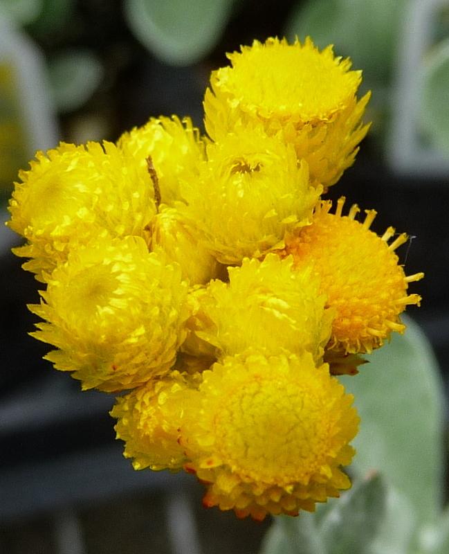 Chrysocephalum apiculatum Flambe® Yellow - Garden.org