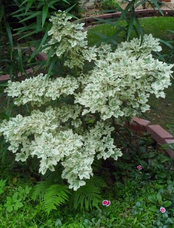 Photo of the entire plant of Hedge Maple (Acer campestre 'Carnival ...