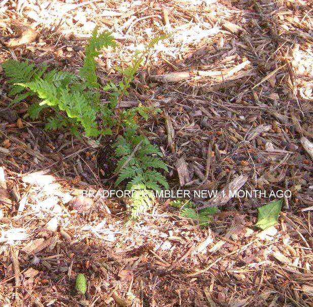 Japanese Painted Fern (Athyrium 'Branford Rambler') - Garden.org