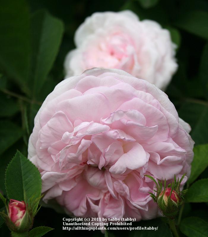 Photo of the bloom of Rose (Rosa 'Chloris') posted by tabby - Garden.org