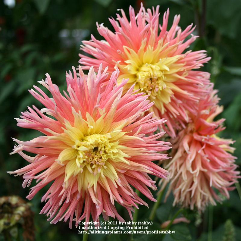 Photo of the bloom of Dahlia 'Fringed Star' posted by tabby - Garden.org