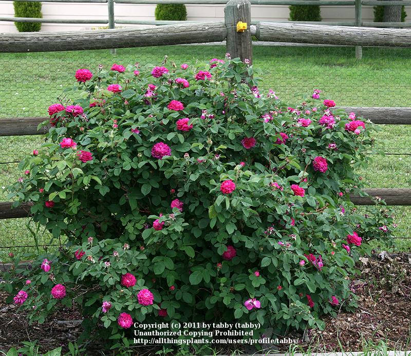 Photo of the entire plant of Portland Rose (Rosa 'Rose de Rescht ...