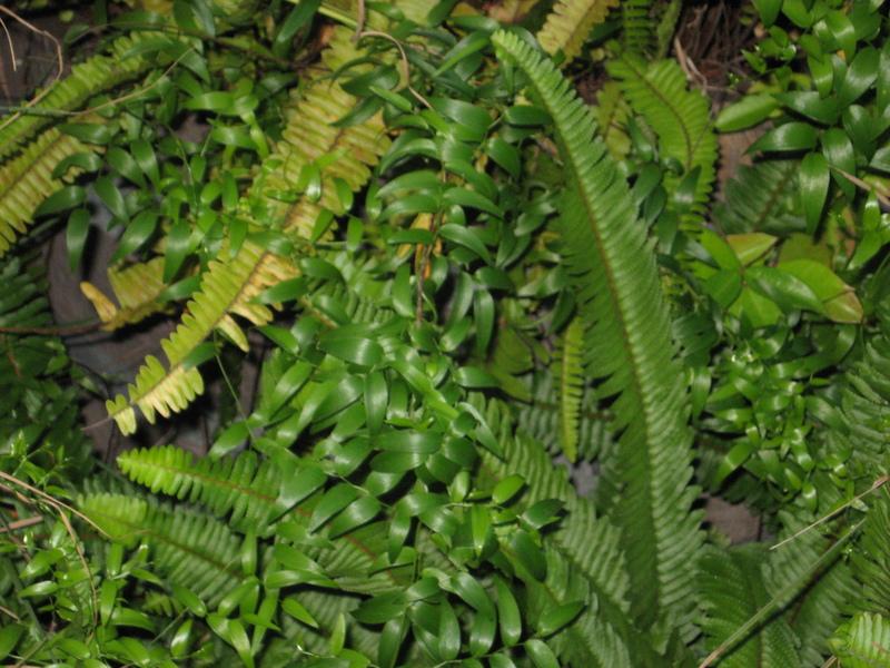 African Asparagus Fern (Asparagus asparagoides) - Garden.org