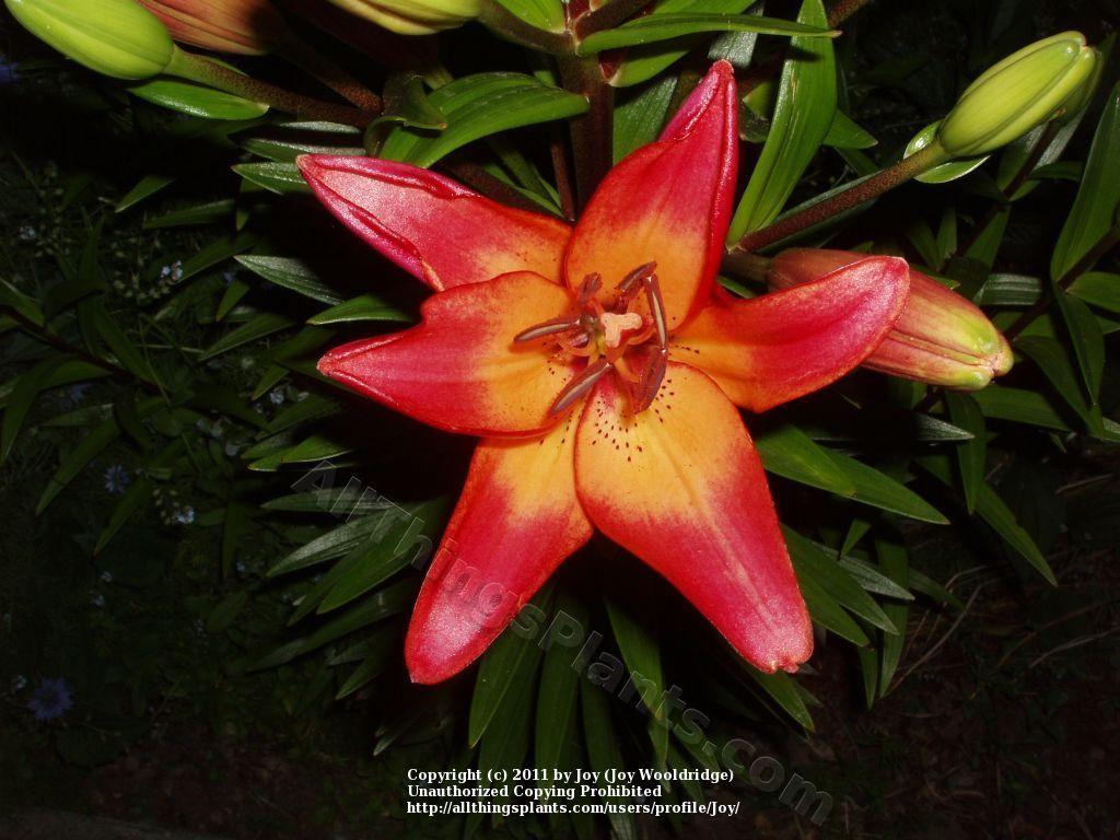 Photo of the bloom of Lily (Lilium 'Matrix') posted by Joy - Garden.org