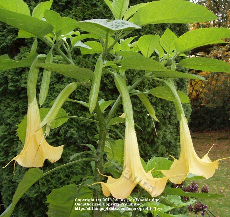 Photo of the entire plant of Angel Trumpet (Brugmansia 'Dr. Seuss ...