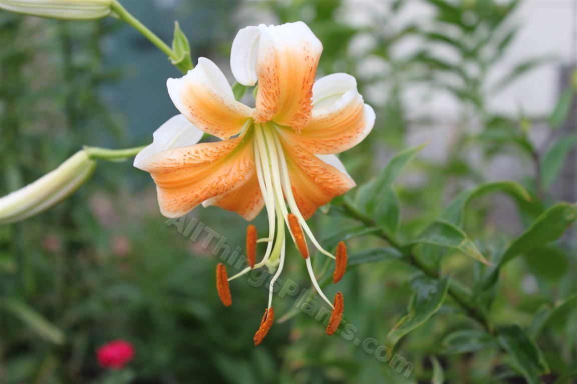 Photo of the bloom of Lily (Lilium 'Lady Alice') posted by Shelly ...