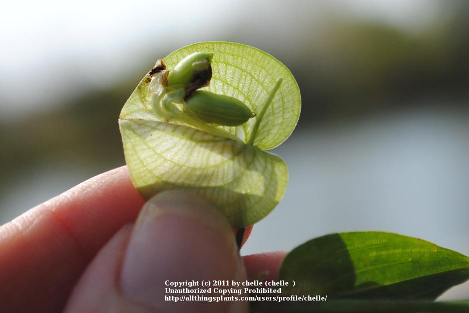 Photo of the seeds of Asiatic Dayflower (Commelina communis) posted by ...