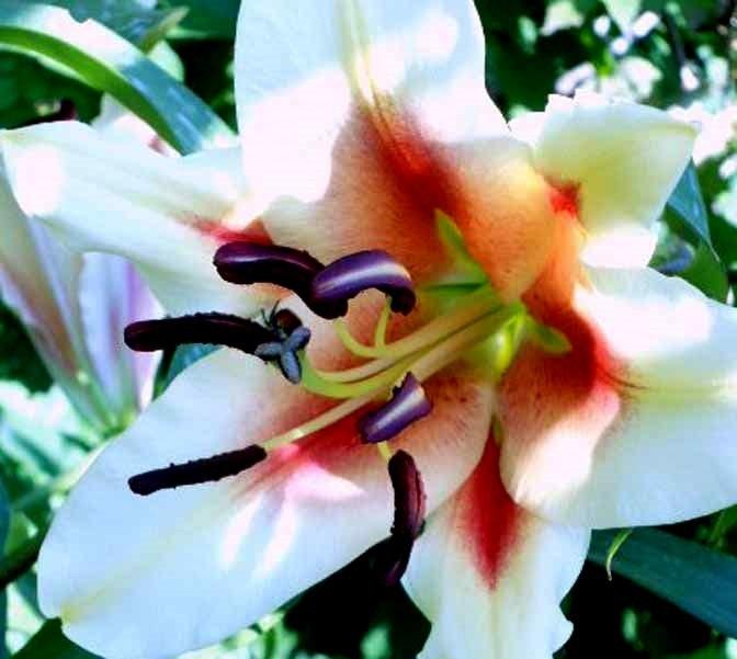 Photo of the bloom of Lily (Lilium 'Shocking') posted by ge1836 ...