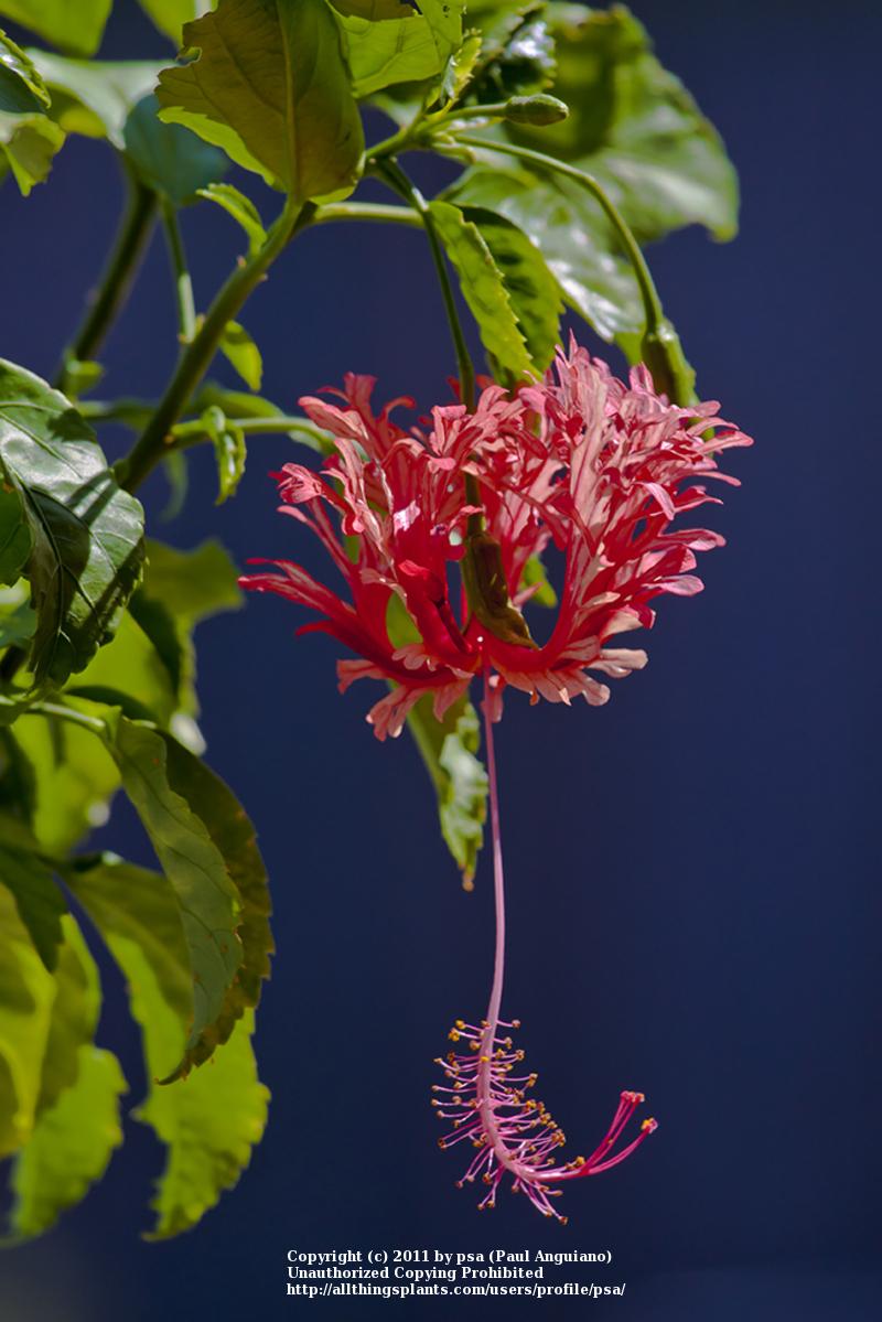 Photo of the bloom of Chinese Lanterns (Hibiscus schizopetalus) posted ...