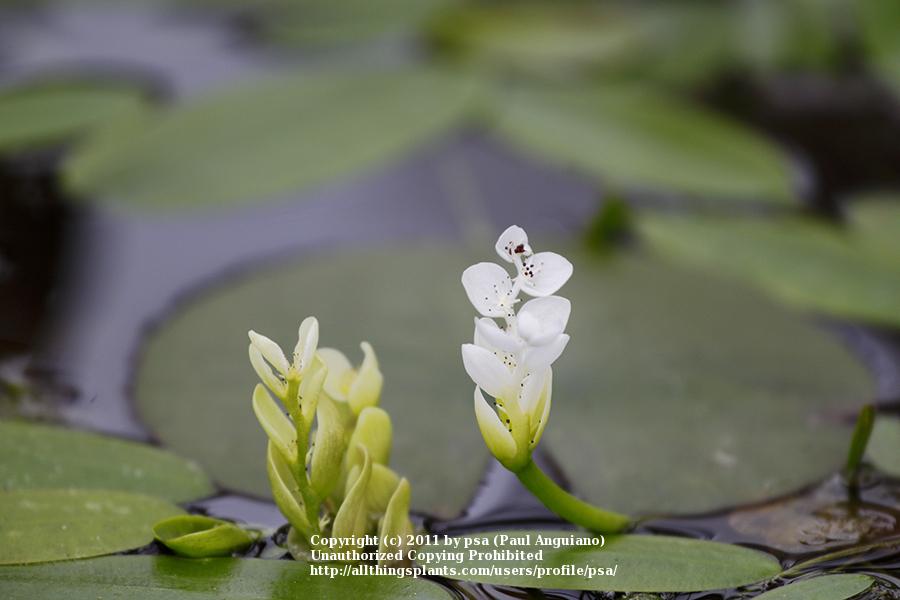 Photo of the entire plant of Water Hawthorne (Aponogeton distachyos ...