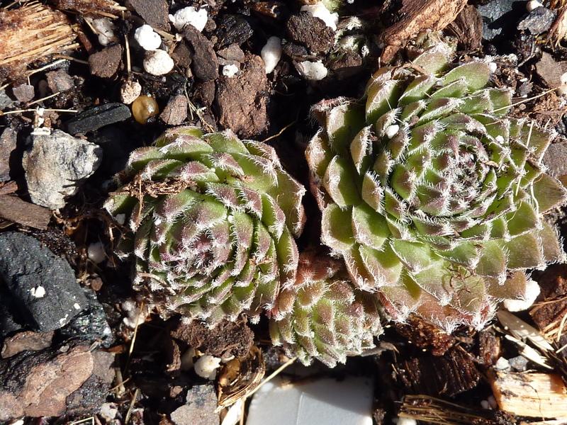 Photo of the entire plant of Hen and Chicks (Sempervivum 'Pacific ...