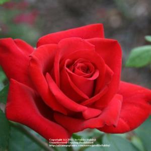 Rose (Rosa 'Olympiad') in the Roses Database - Garden.org