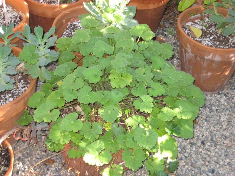 Photo of the entire plant of Scented Geranium (Pelargonium ...