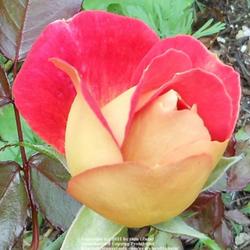 Rose (Rosa 'Piccadilly') in the Roses Database - Garden.org