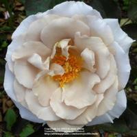 Photo of the stamens, filaments and pistils of Rose (Rosa 'Stephen Rulo ...