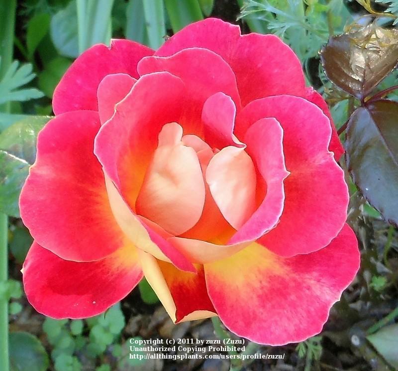 Photo of the bloom of Rose (Rosa 'Piccadilly') posted by zuzu - Garden.org