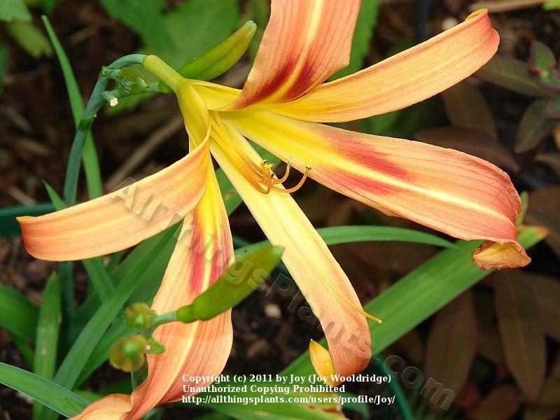 Photo of the bloom of Daylily (Hemerocallis 'Old-Fashioned Maiden ...