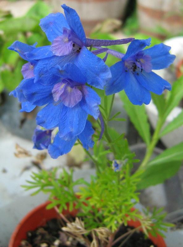 Delphiniums: Plant Care and Collection of Varieties - Garden.org