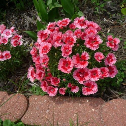 Dianthus Super Parfait™ Strawberry in the Dianthus Database - Garden.org