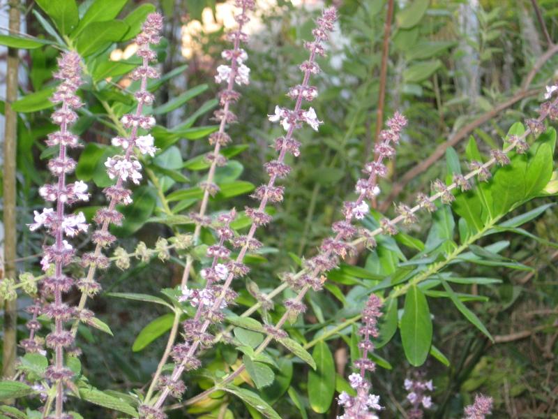 Photo of the bloom of African Blue Basil (Ocimum 'African Blue') posted ...