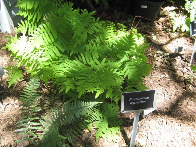 Grypothrix triphylla - Garden.org
