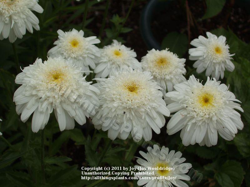 Photo of the bloom of Shasta Daisy (Leucanthemum x superbum 'Esther ...