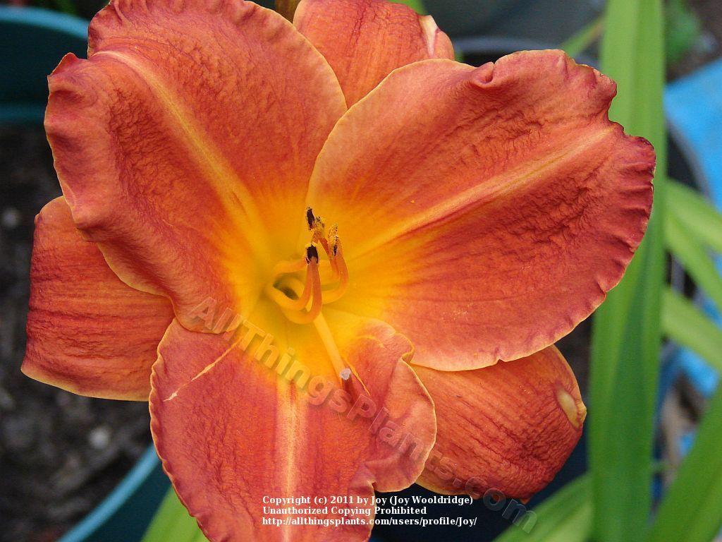 Photo of the bloom of Daylily (Hemerocallis 'Chinese New Year') posted ...