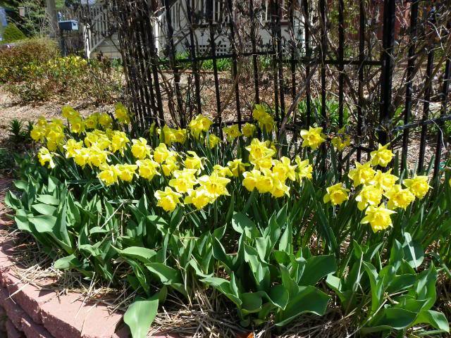 Photo of the bloom of Trumpet daffodil (Narcissus 'Rijnveld's Early ...