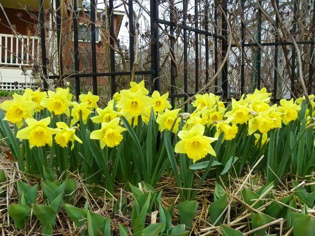 Photo of the bloom of Trumpet daffodil (Narcissus 'Rijnveld's Early ...