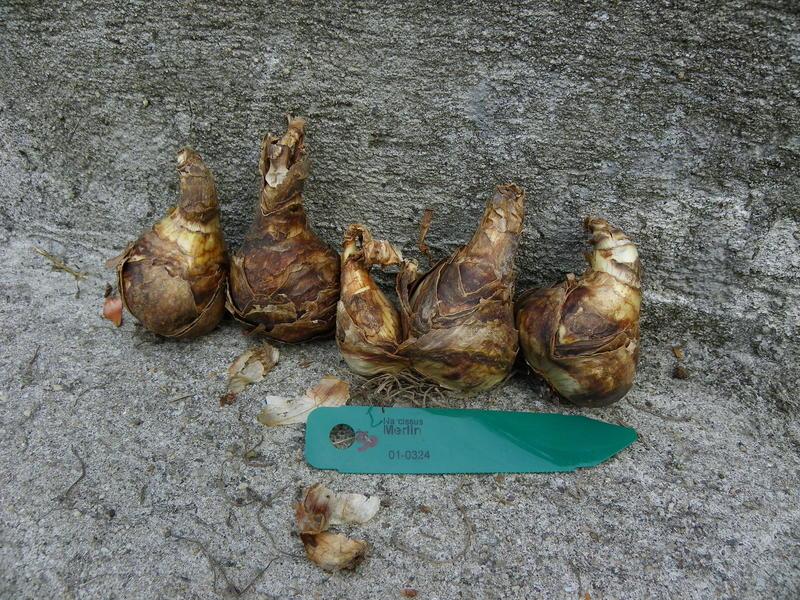 Photo of the roots of Small-Cupped Daffodil (Narcissus 'Merlin') posted ...