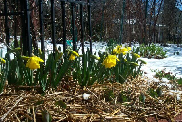 Photo of the bloom of Trumpet daffodil (Narcissus 'Rijnveld's Early ...