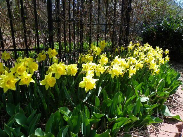 Photo of the bloom of Trumpet daffodil (Narcissus 'Rijnveld's Early ...