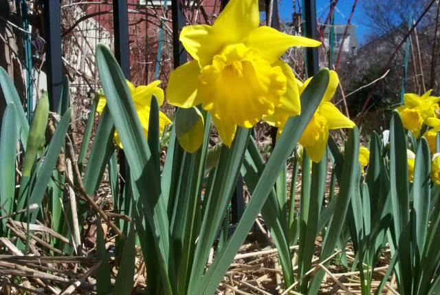 Photo of the bloom of Trumpet daffodil (Narcissus 'Rijnveld's Early ...