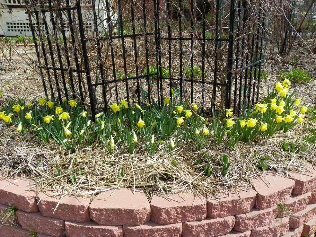 Photo of the entire plant of Trumpet daffodil (Narcissus 'Rijnveld's ...