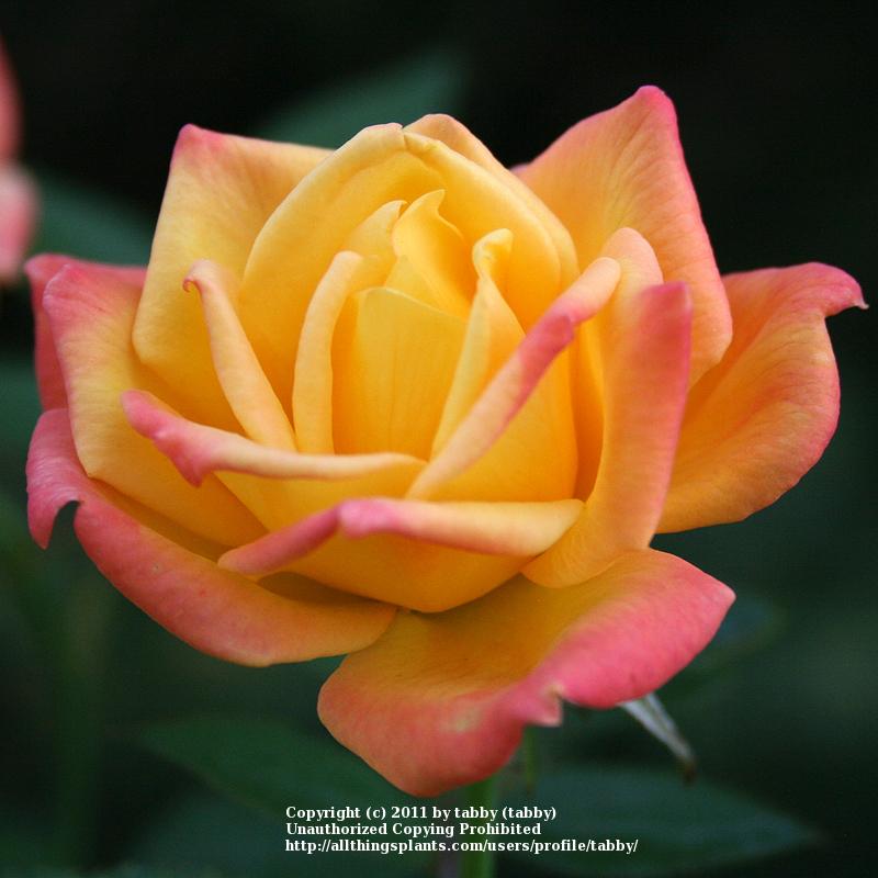 Rose (Rosa 'Y2K') in the Roses Database - Garden.org