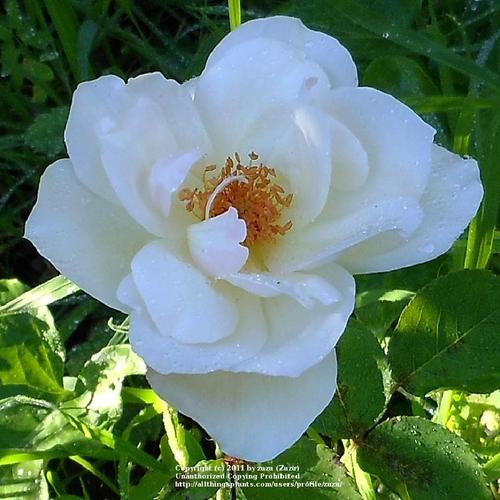 Rose (Rosa 'Madame Ravary') in the Roses Database - Garden.org