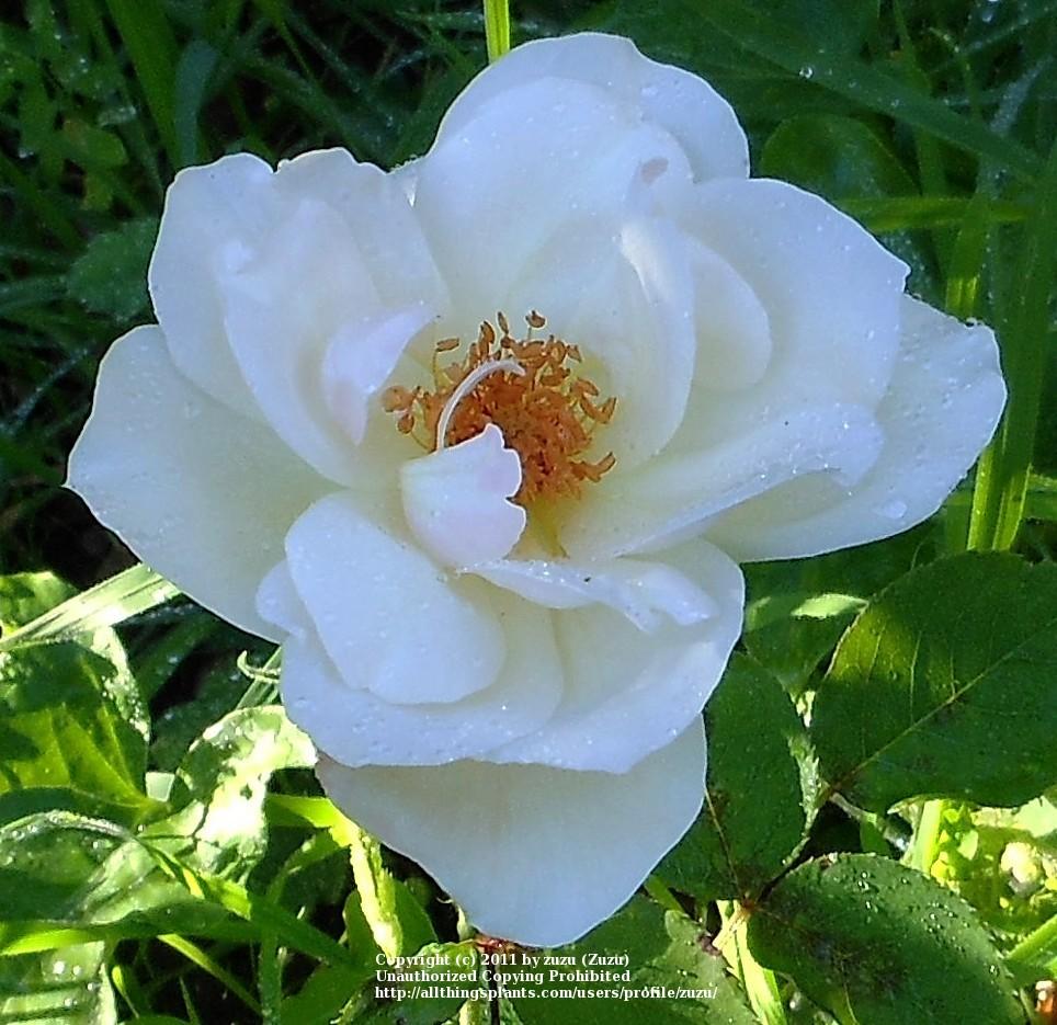 Rose (Rosa 'Madame Ravary') in the Roses Database - Garden.org