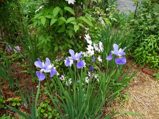 Photo of the entire plant of Siberian Iris (Iris 'China Spring') posted ...