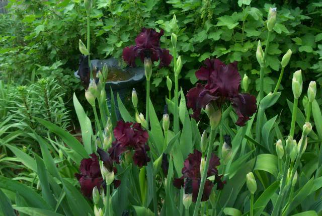 Photo of the closeup of buds, sepals and receptacles of Tall Bearded ...