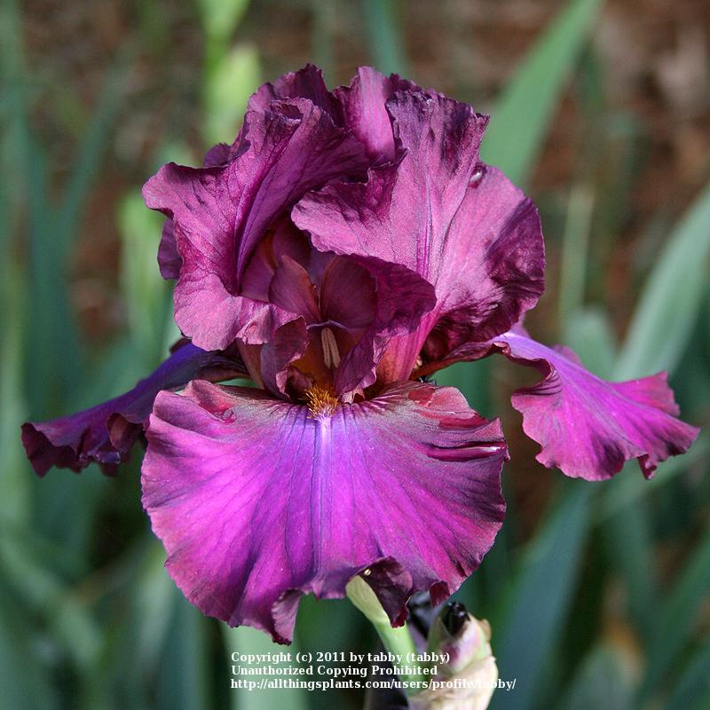 Tall Bearded Iris (Iris 'Hot Spiced Wine') in the Irises Database ...