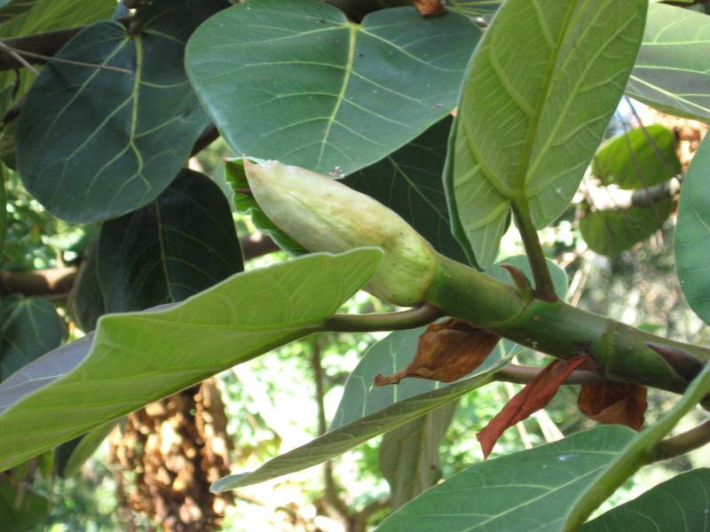 Socotran Fig (Ficus vasta) - Garden.org