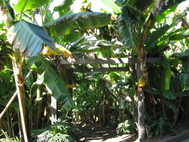 Photo of the entire plant of Ice Cream Banana (Musa acuminata 'Blue ...
